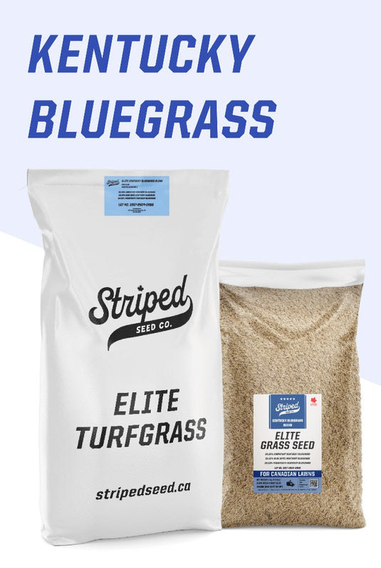 How to Overseed A Lawn: 10-Step Ultimate Guide – Striped Seed Co.