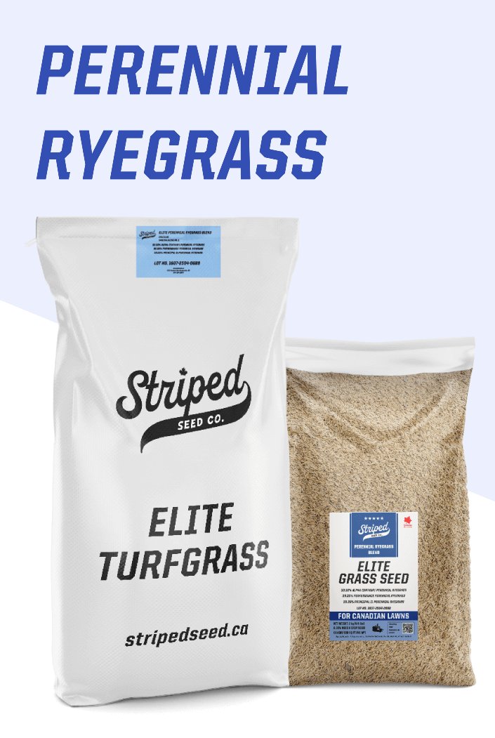 Perennial Ryegrass Seed Canada | Striped Seed Co.