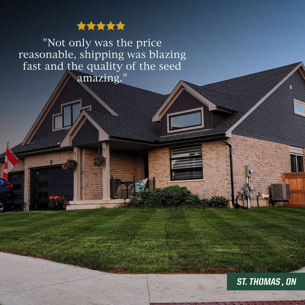 Elite Kentucky Bluegrass Seed Canada | Striped Seed Co.