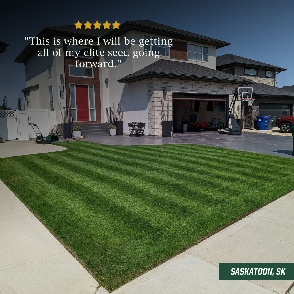Elite Kentucky Bluegrass Seed Canada | Striped Seed Co.