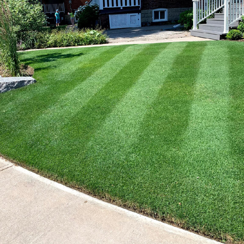 Elite Kentucky Bluegrass Seed Canada | Striped Seed Co.