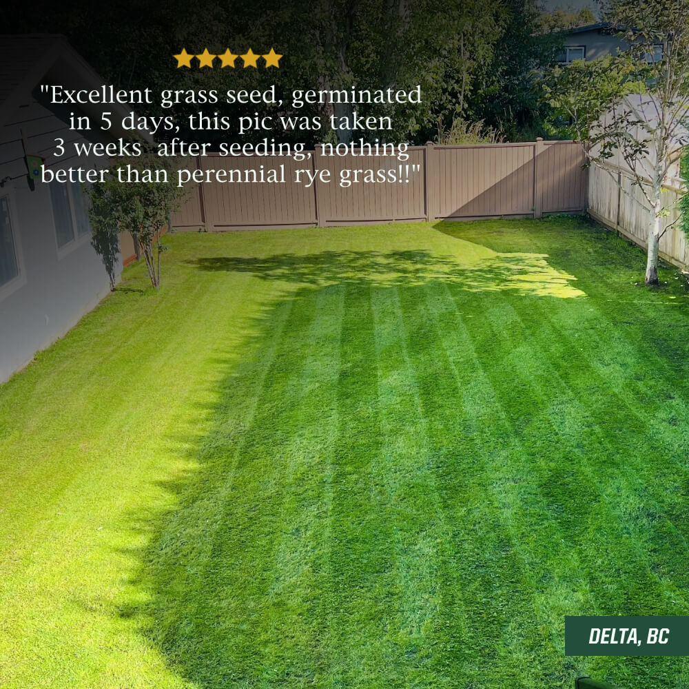 Elite Perennial Ryegrass Seed Canada 2kg – Striped Seed Co.