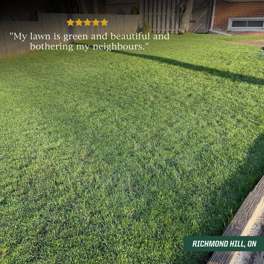 Elite Perennial Ryegrass Seed Canada 2kg – Striped Seed Co.