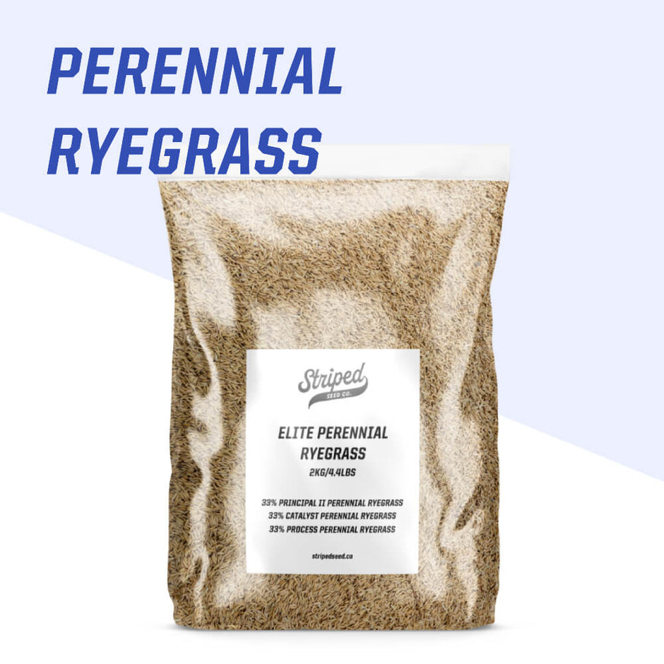 Perennial Ryegrass Seed Canada | Striped Seed Co.