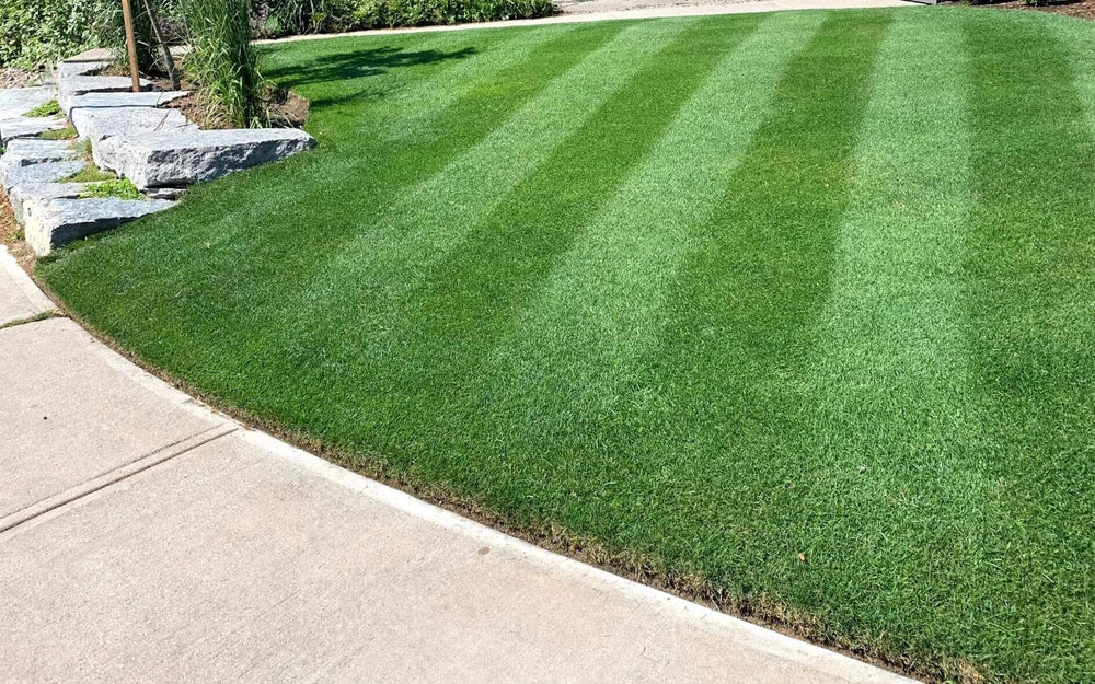 Elite Grass Seed for Canadian Lawns | Striped Seed Co.