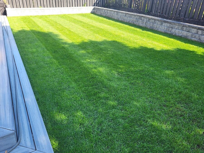 Elite Grass Seed for Canadian Lawns | Striped Seed Co.